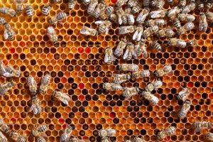 Reading Beehive Frames: Identifying Cells at a Glance