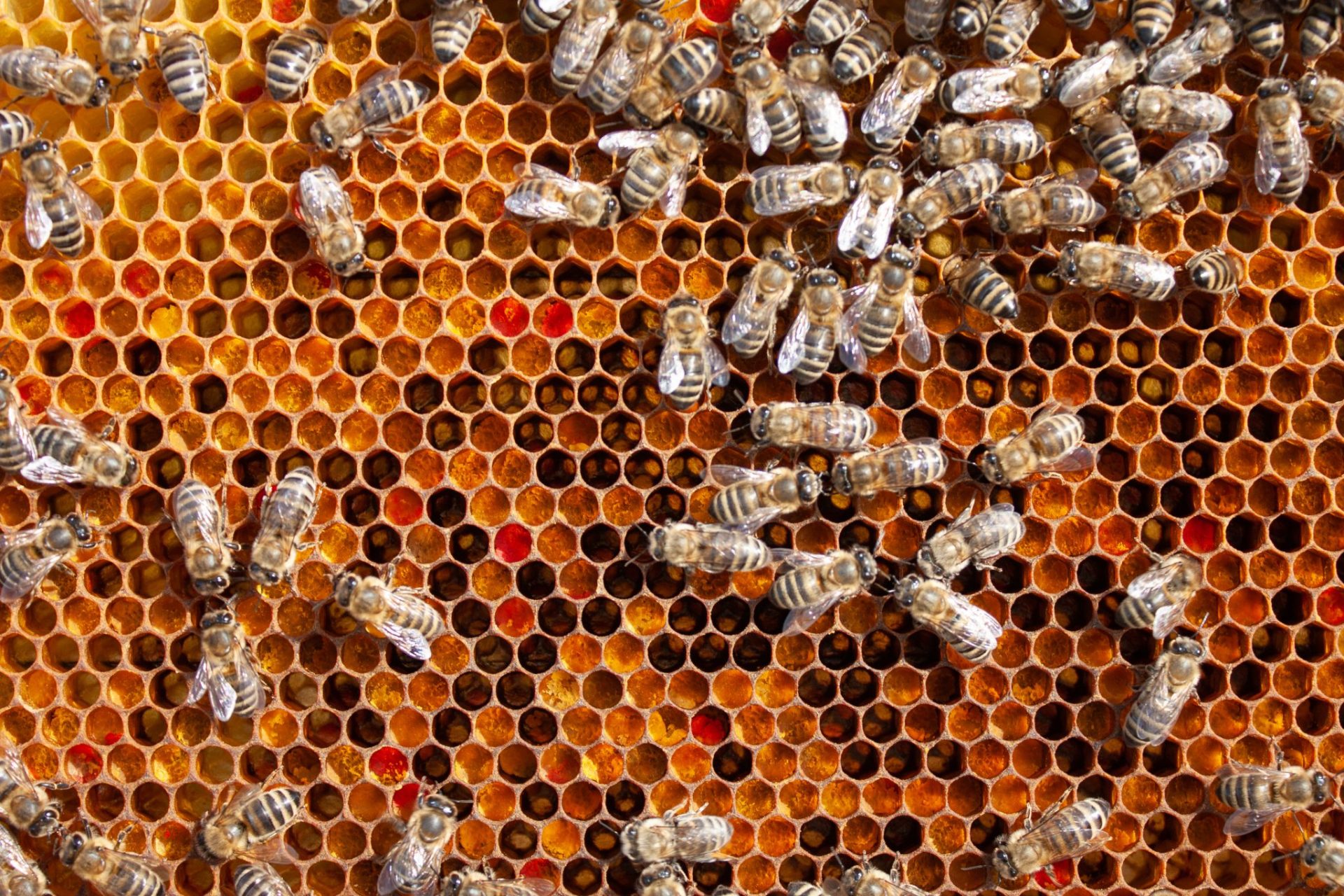 Reading Beehive Frames: Identifying Cells at a Glance