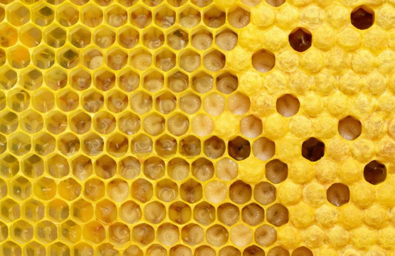 Analyzing Honeycomb: Brood Comb/Cells - BeeKeepClub