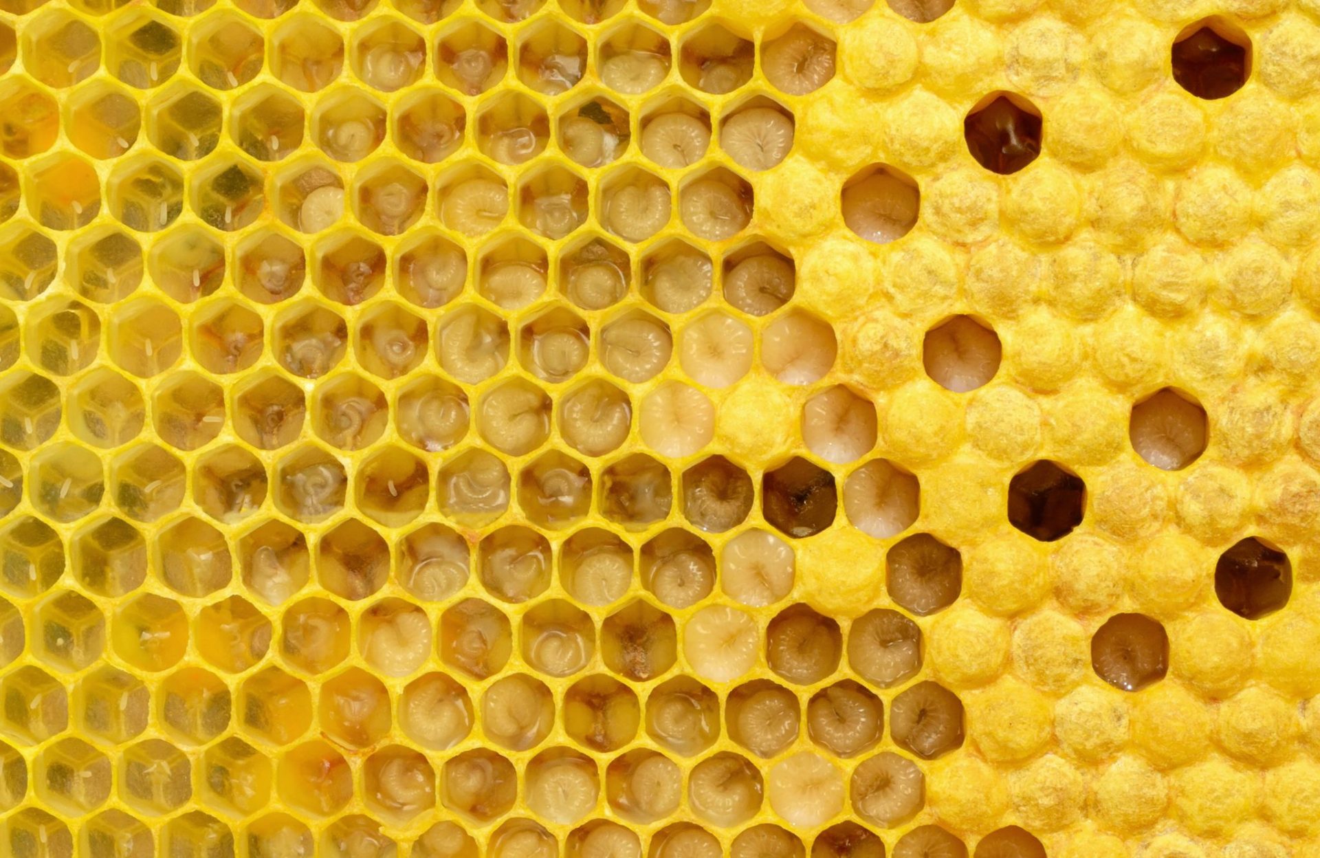 Analyzing Honeycomb: Brood Comb/Cells - BeeKeepClub