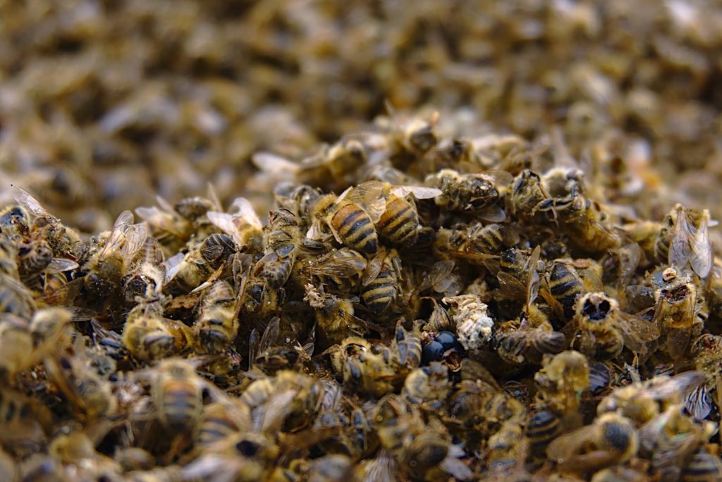 Why Pesticide Use is Bad for Bees and Other Pollinators