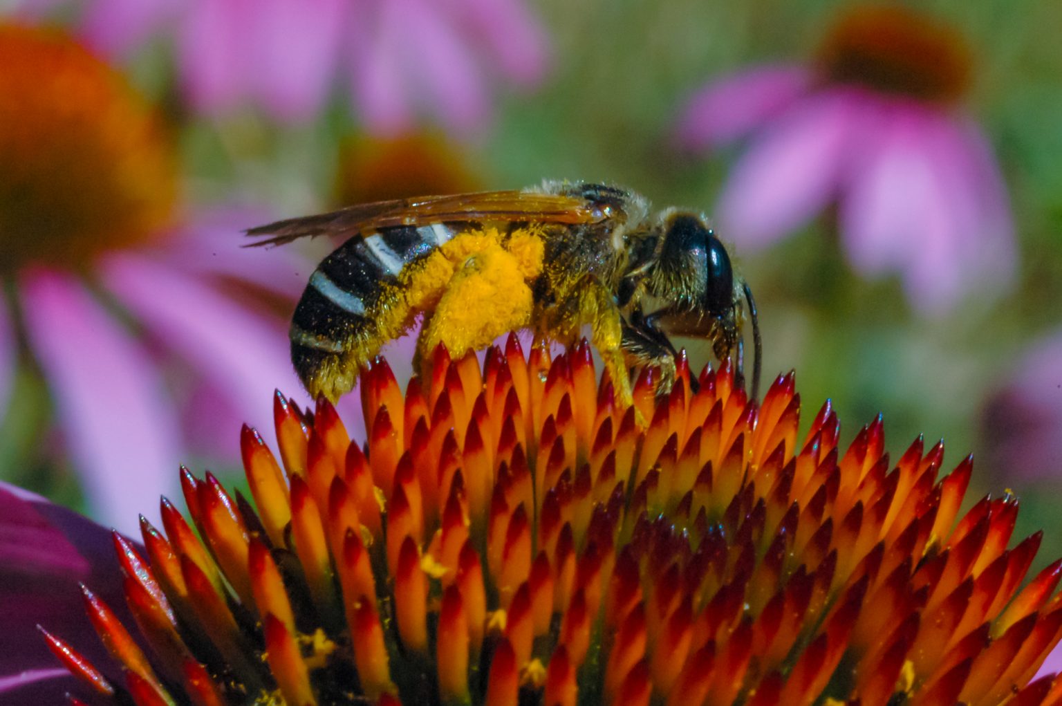 How to Harvest Leafcutter Bee Cocoons - BeeKeepClub