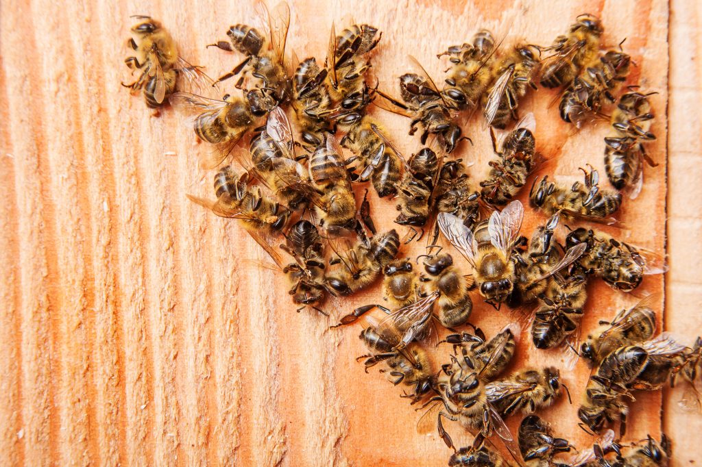 How to Clean a Dead Beehive and Reuse it - BeeKeepClub