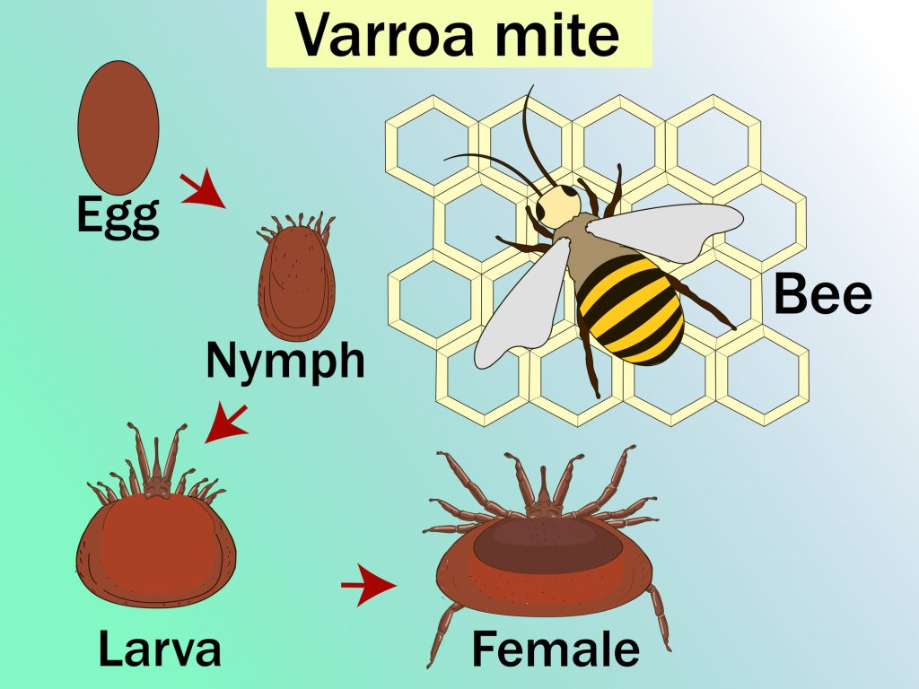 Understanding the Deformed Wing Virus in Honeybees