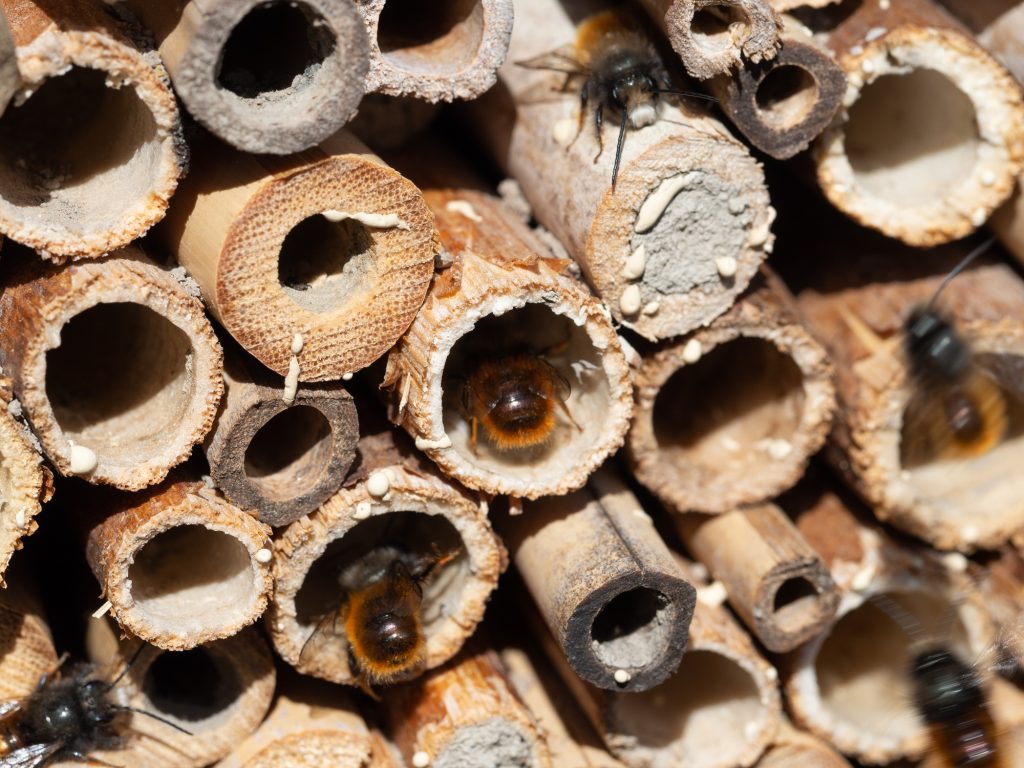 Natural Nesting Materials used by Mason Bees - BeeKeepClub