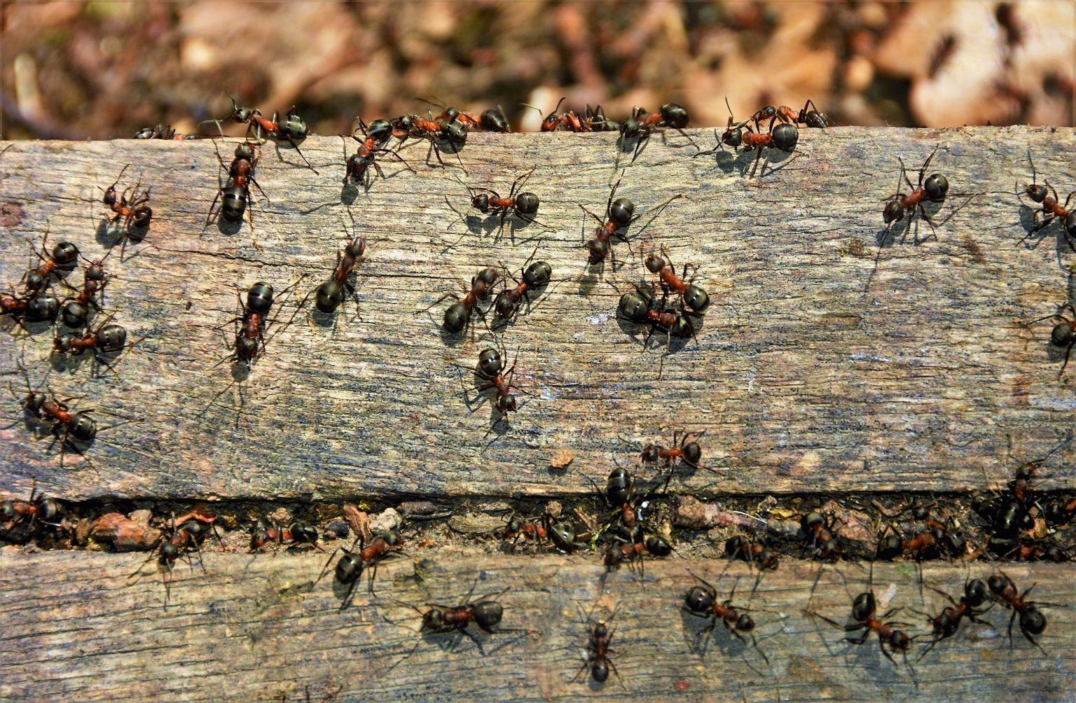 How to Make an Ant Proof Beehive Stand - BeeKeepClub