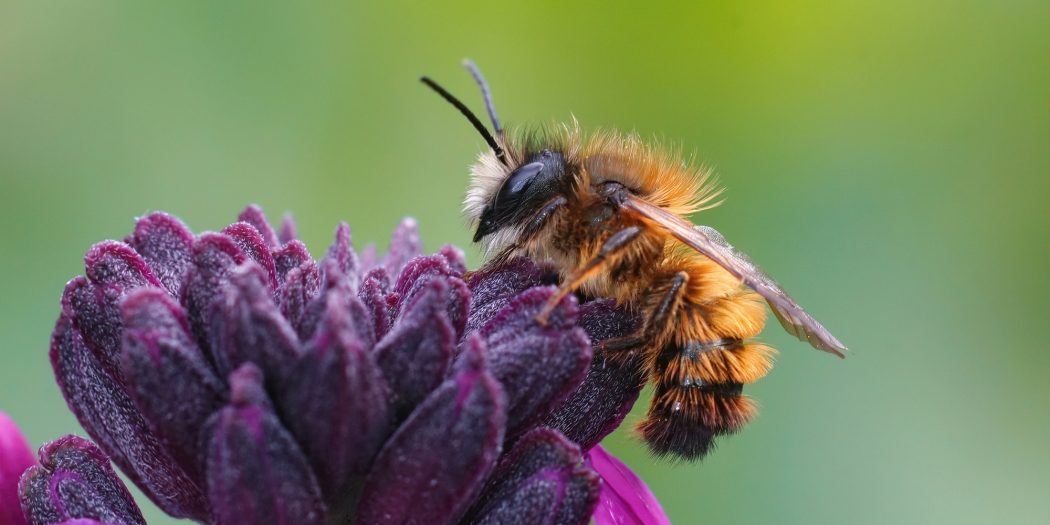 Learning About the Mason Bee Life Cycle - BeeKeepClub
