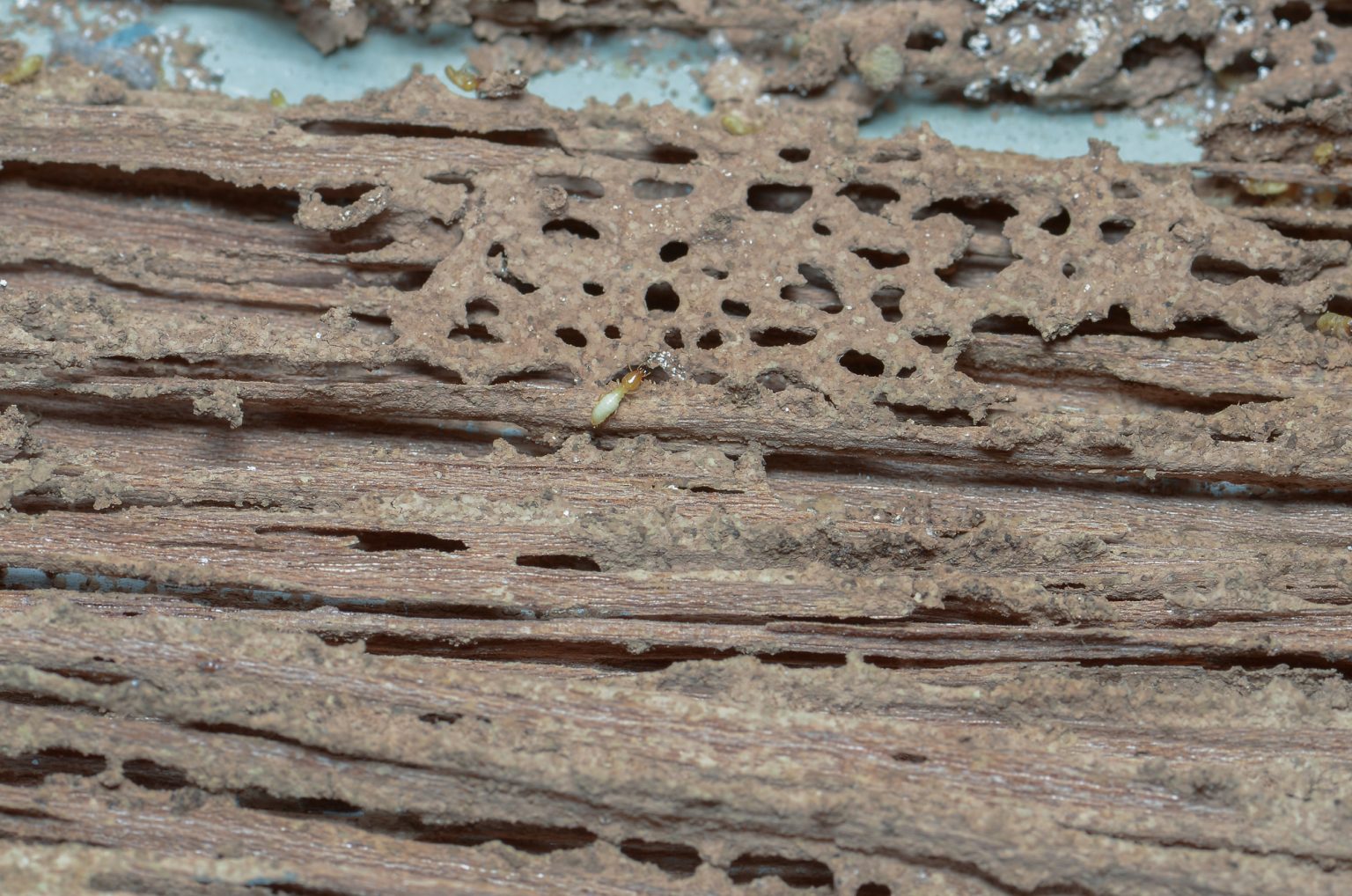 Protecting Beehives from Termites - BeeKeepClub