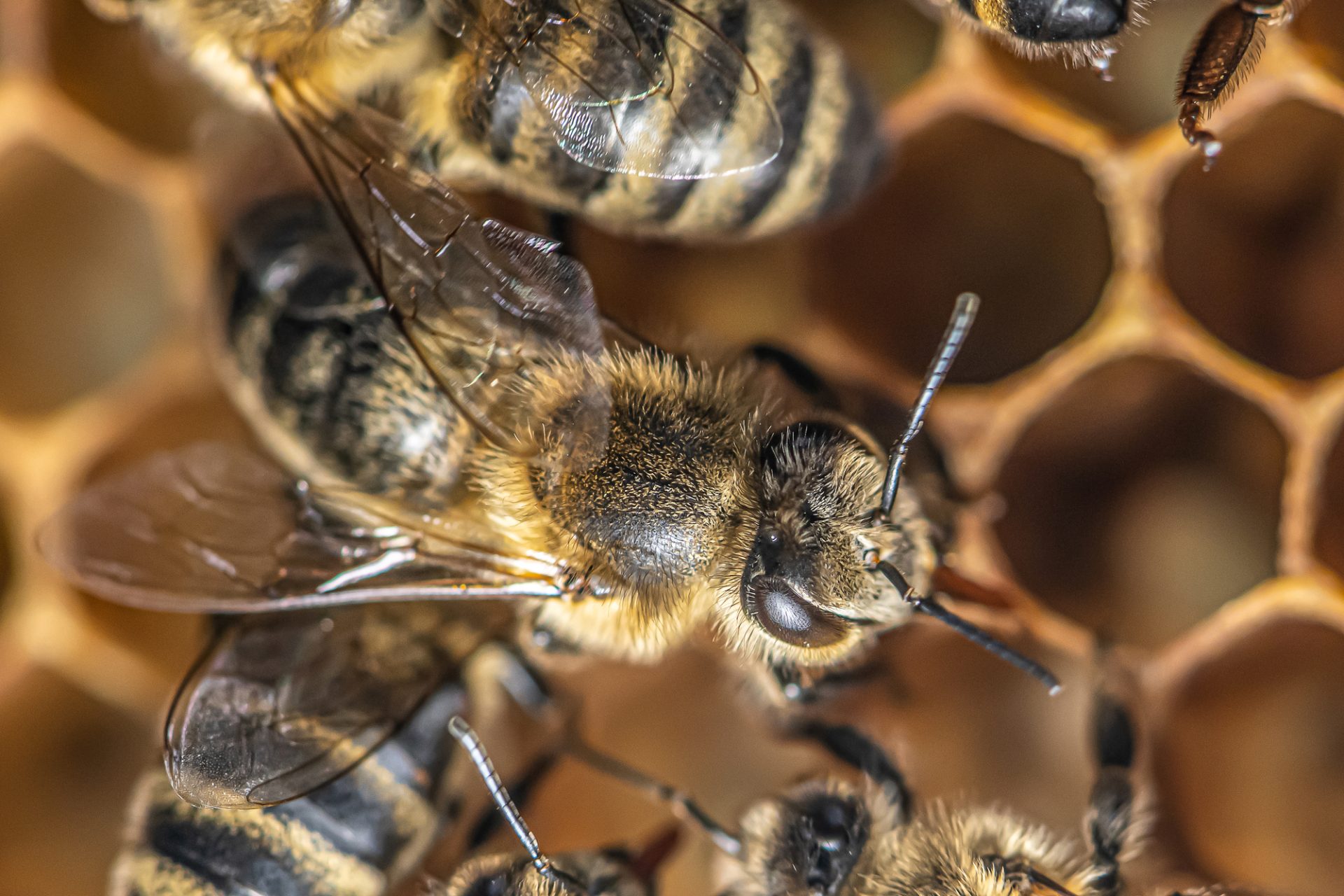 The Worker Bee: Roles and Characteristics - BeeKeepClub