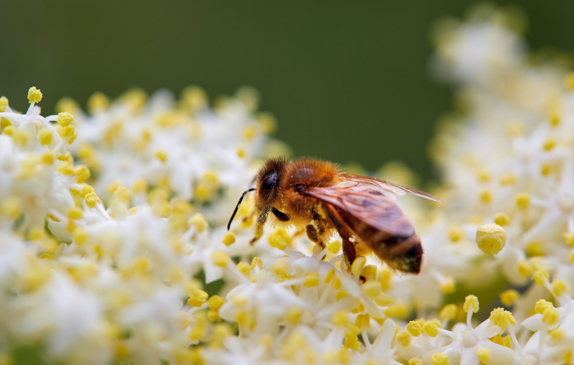 12 Amazing, Fun and Important Facts About Honeybees
