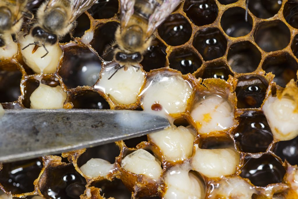 What is Varroa Sensitive Hygiene in Honeybee Colonies?