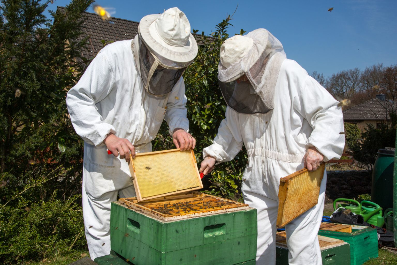Integrated Pest Management for Beekeeping - BeeKeepClub