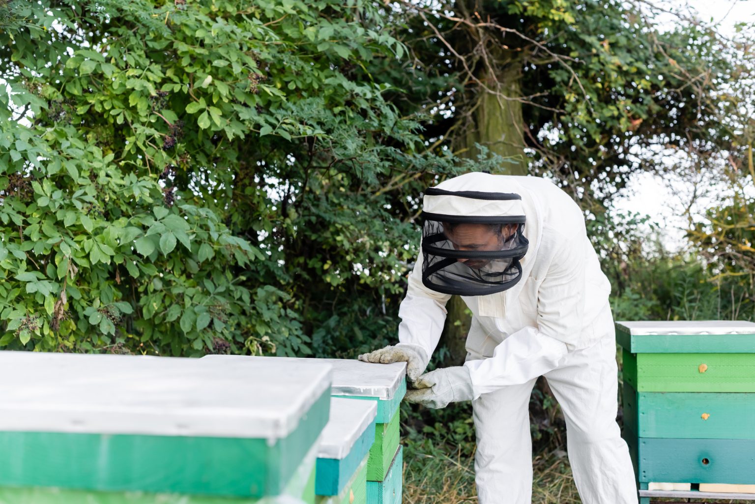 Integrated Pest Management for Beekeeping - BeeKeepClub